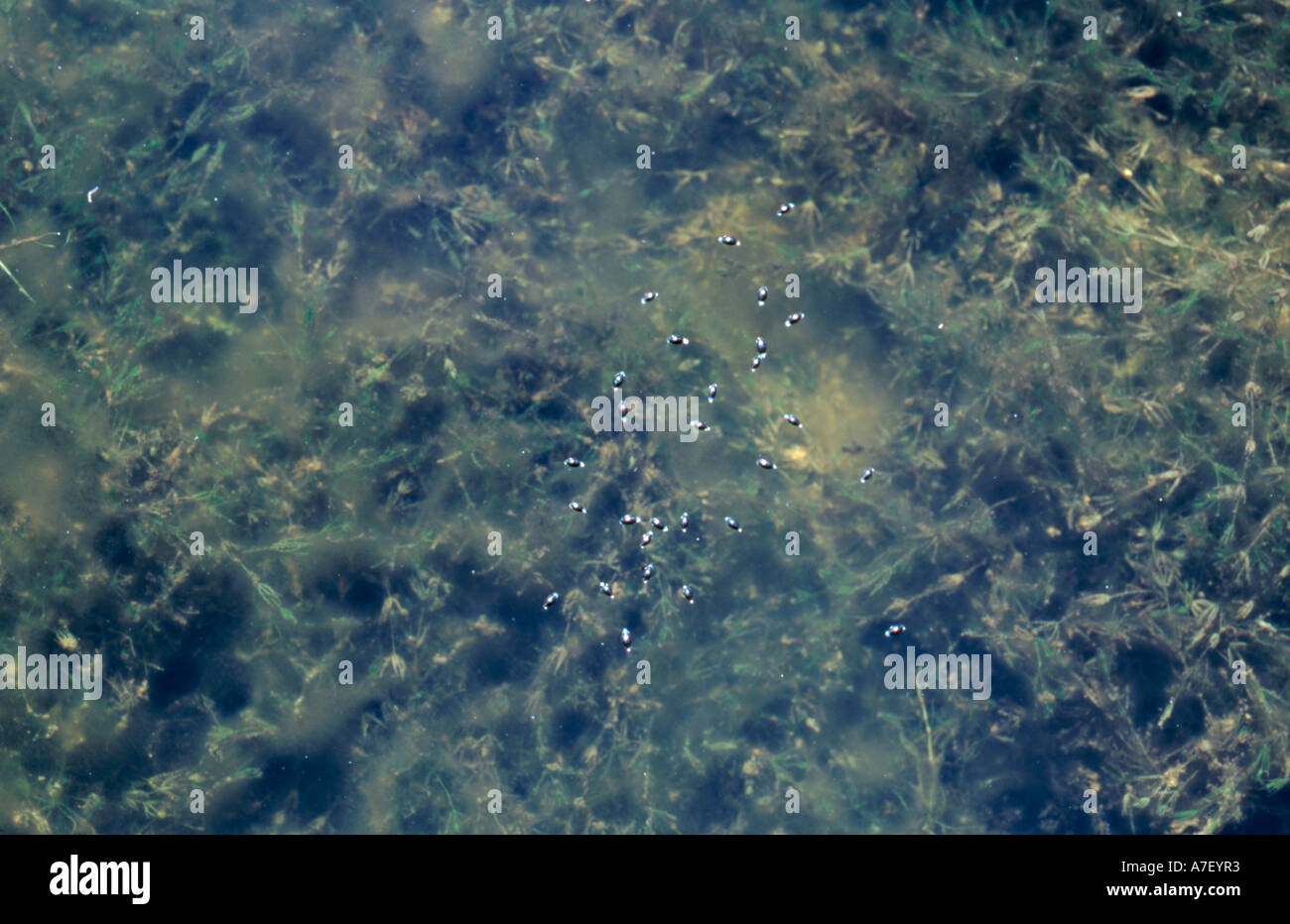 Whirligig beetles hi-res stock photography and images - Alamy