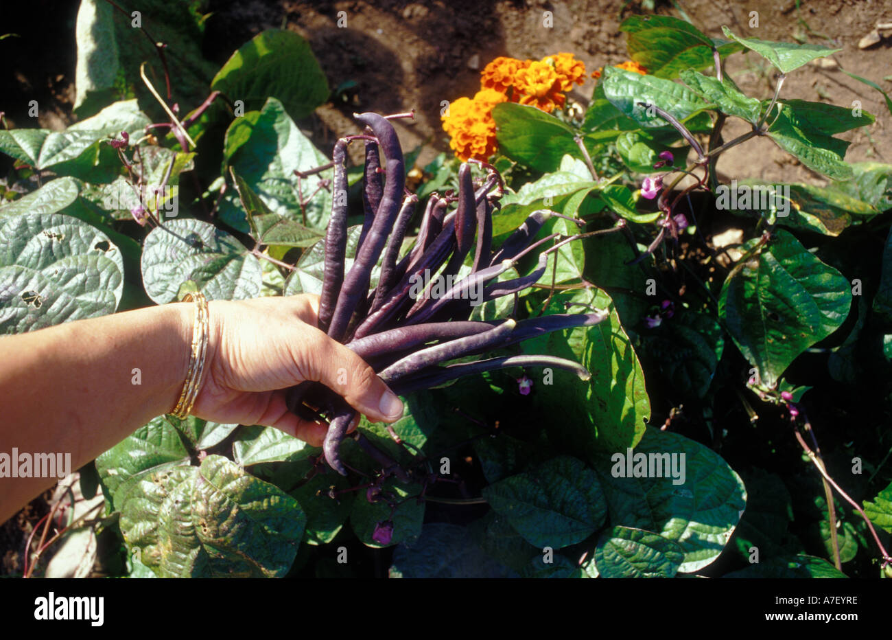 Picking French purple dwarf beans in the sunshine Stock Photo - Alamy