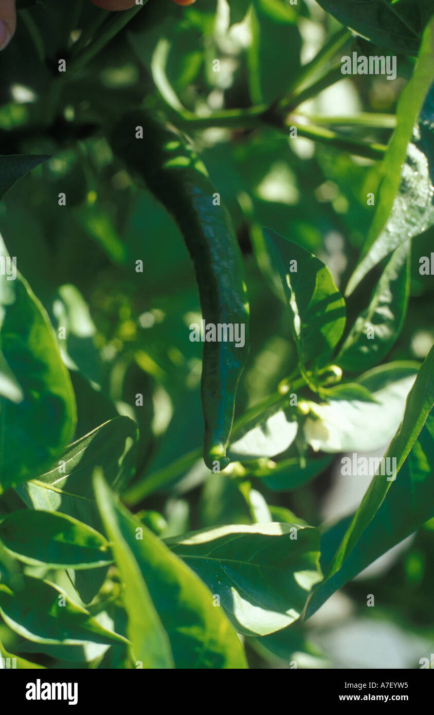 Large green chilli growing on plant Stock Photo - Alamy
