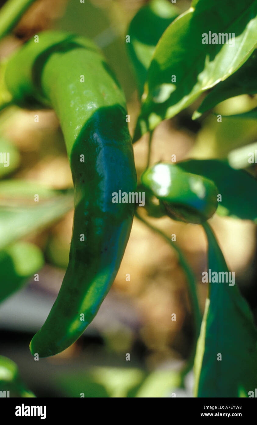Large green chilli growing on plant Stock Photo - Alamy