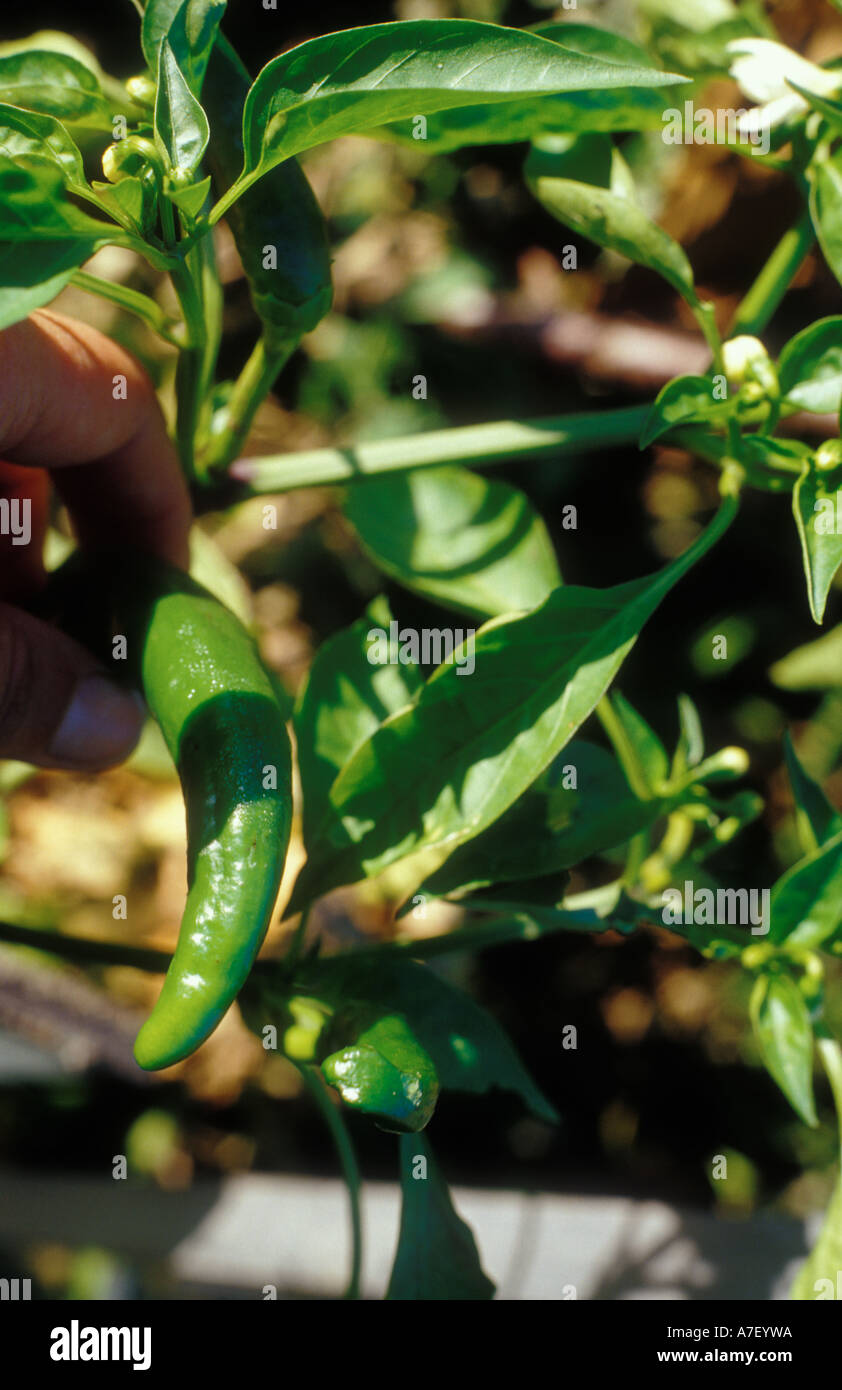 Picking large green chilli growing on plant Stock Photo - Alamy