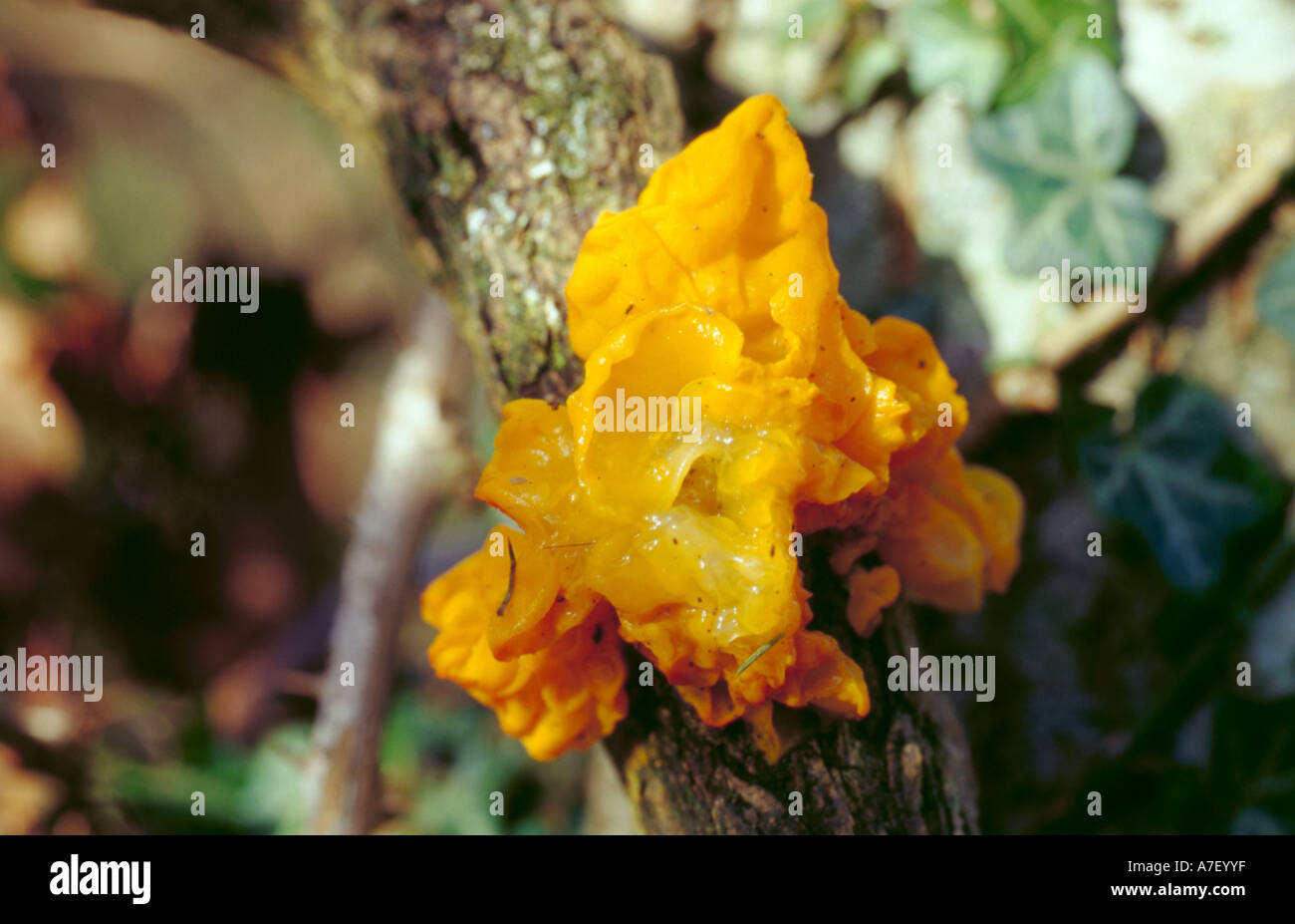 Yellow brain fungi on branch hi-res stock photography and images - Alamy