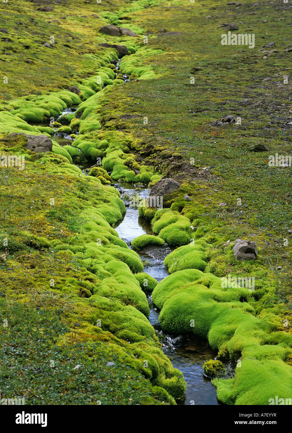 Quellmoos hi-res stock photography and images - Alamy