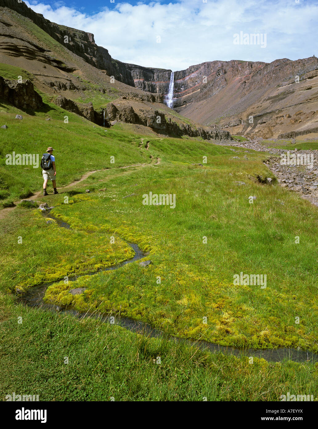 Hiker walks through green meadow to the Hengifoss waterfall, Iceland ...