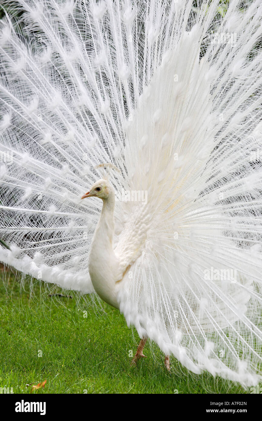 The white peacock or peafowl is a recessive mutation of the blue ...