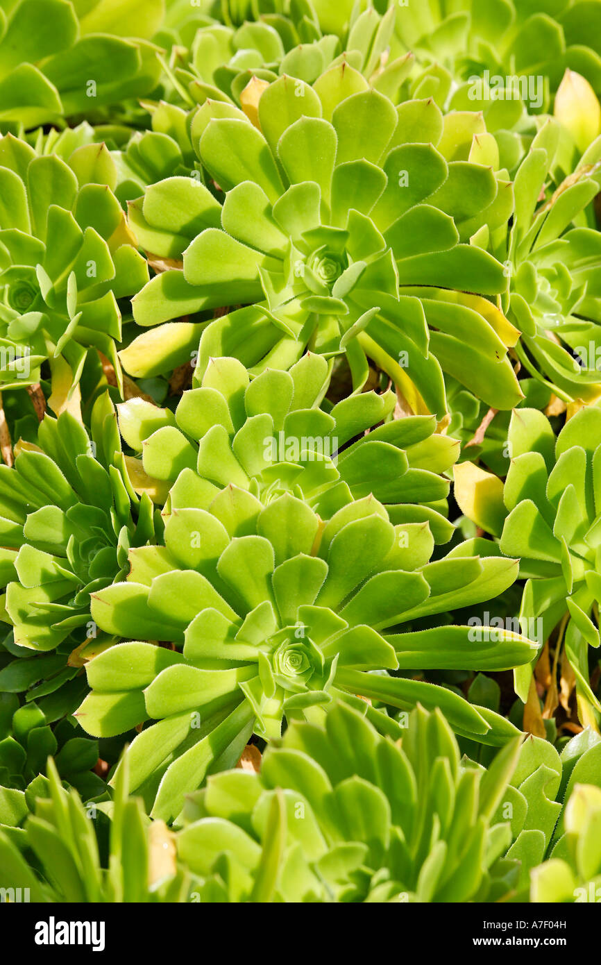 Tree aenium leaves hi-res stock photography and images - Alamy