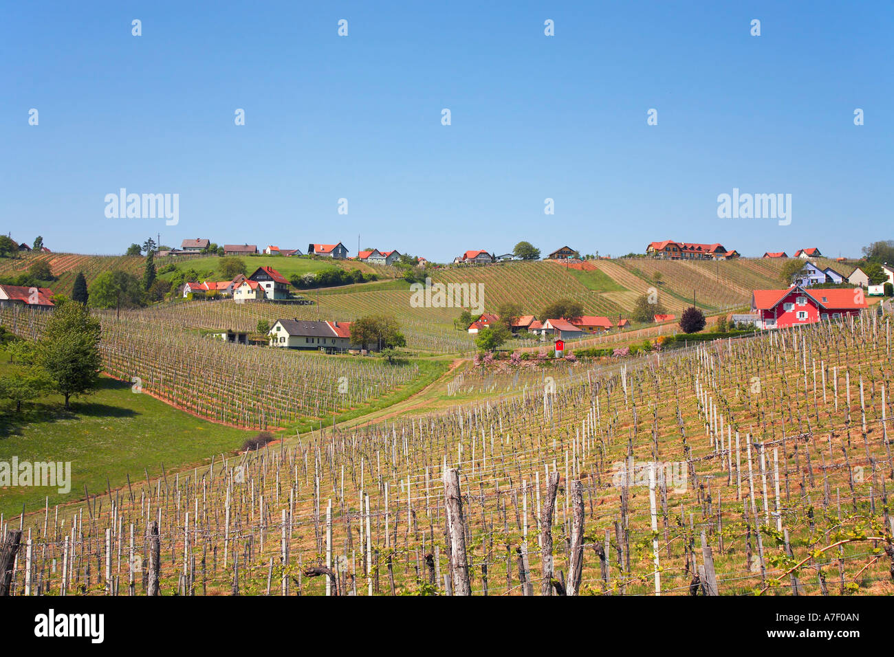 Vine scenery in south styria, Styria, Austria Stock Photo - Alamy
