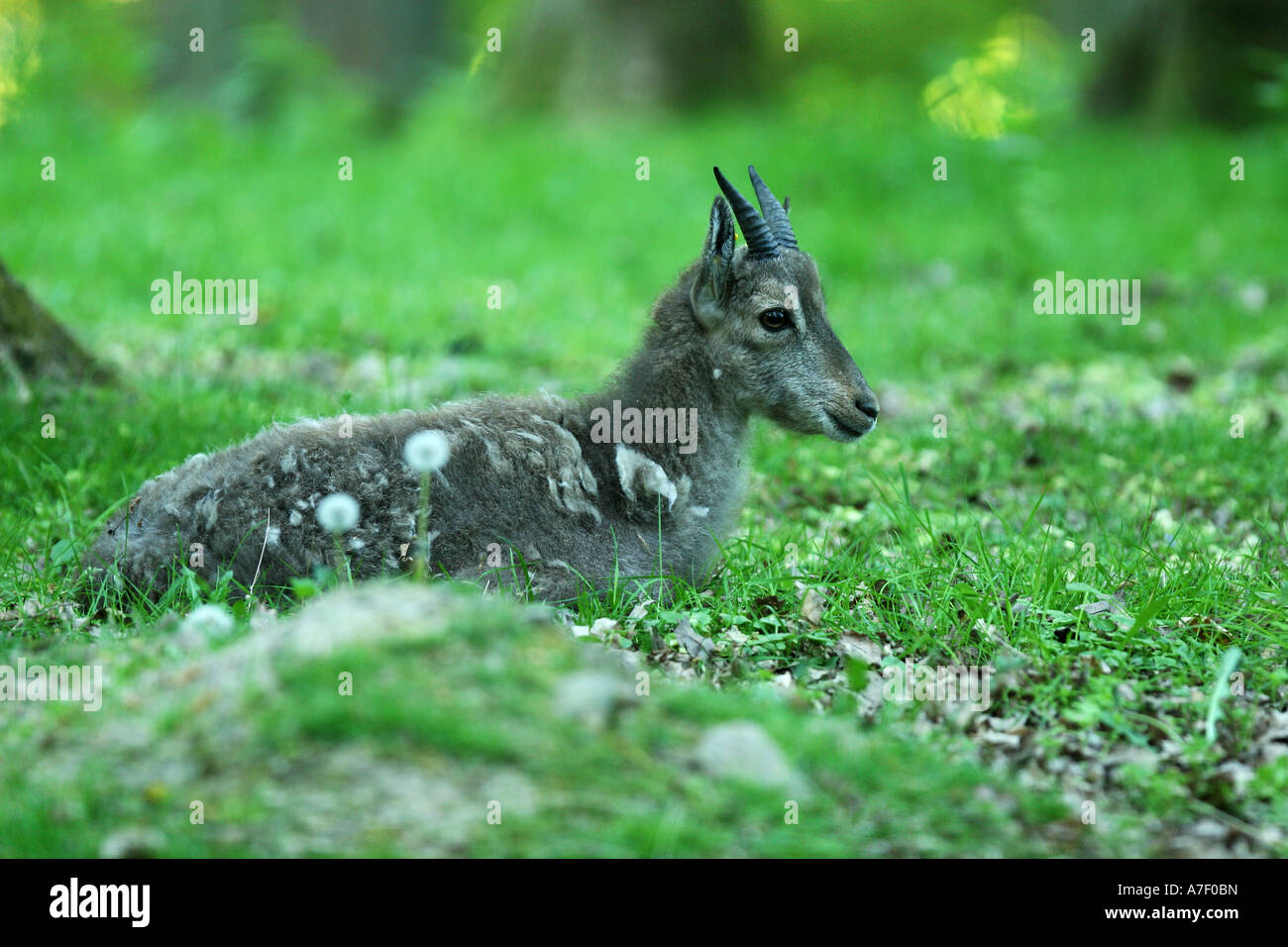 Alpine Ibex, Capra Ibex Stock Photo - Alamy