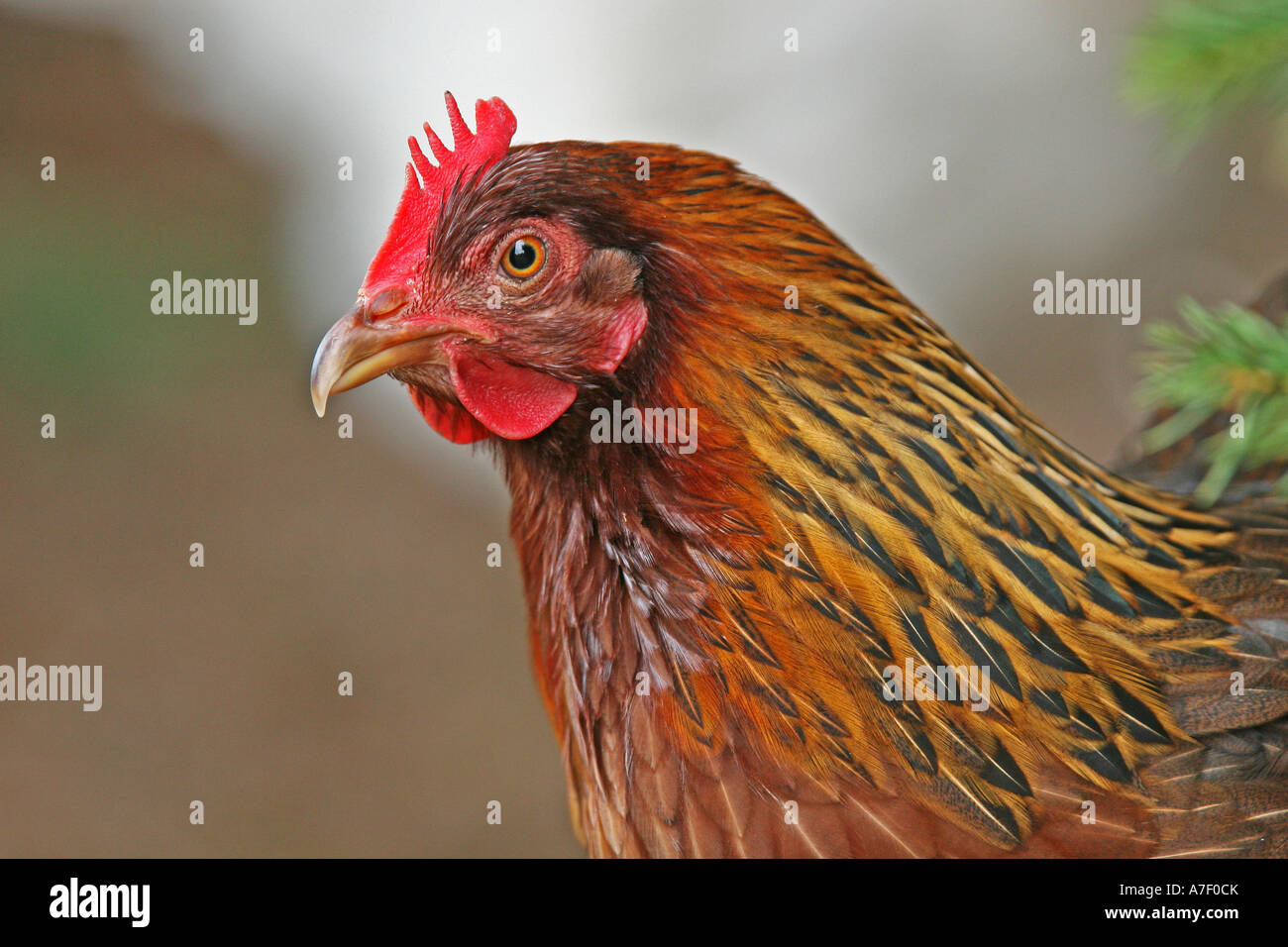 Welsumer huhn hi-res stock photography and images - Alamy