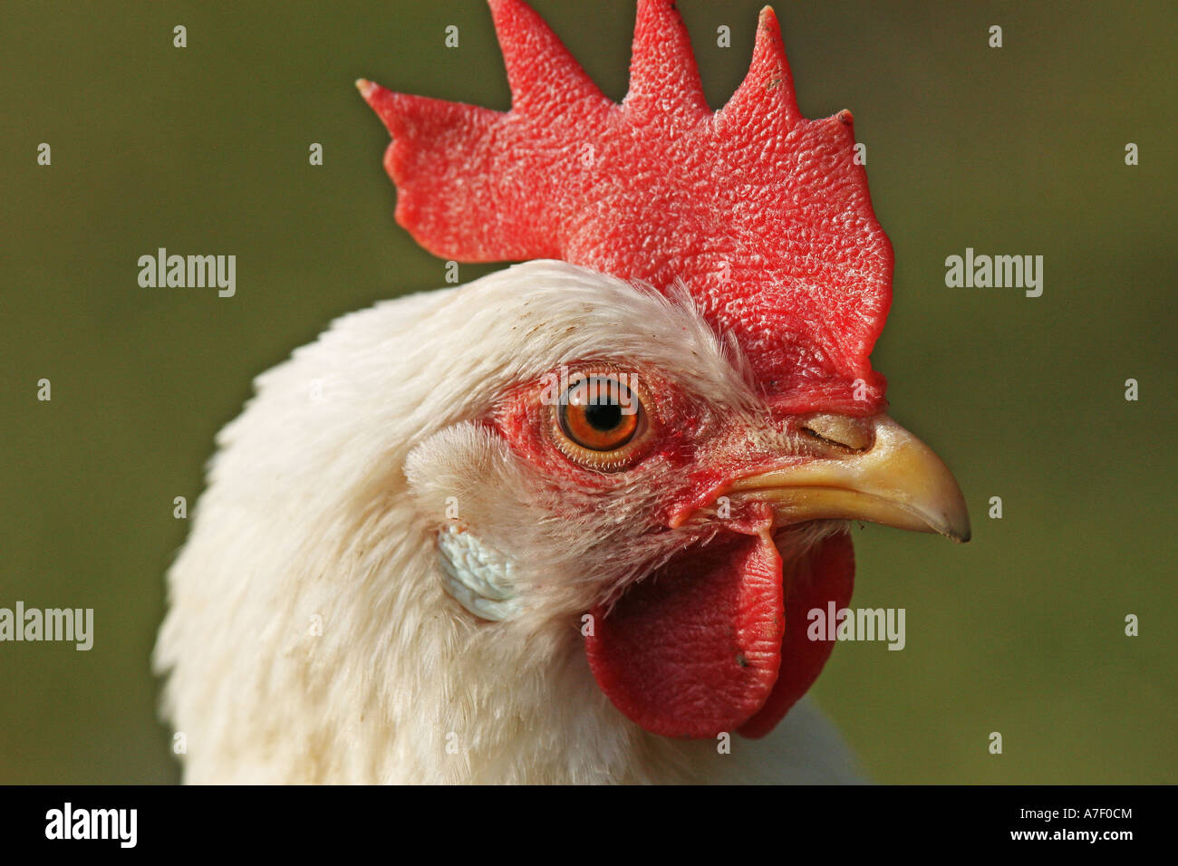 Leghorn white chicken hi-res stock photography and images - Alamy