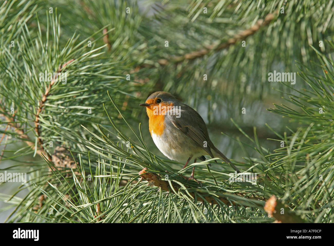 European Robin, Erithacus rubecula Stock Photo - Alamy