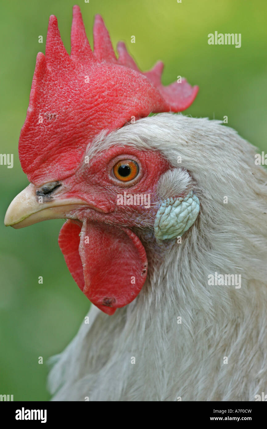Leghorn hen hi-res stock photography and images - Alamy