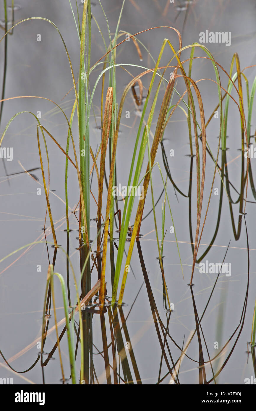 Reed in the water Stock Photo - Alamy