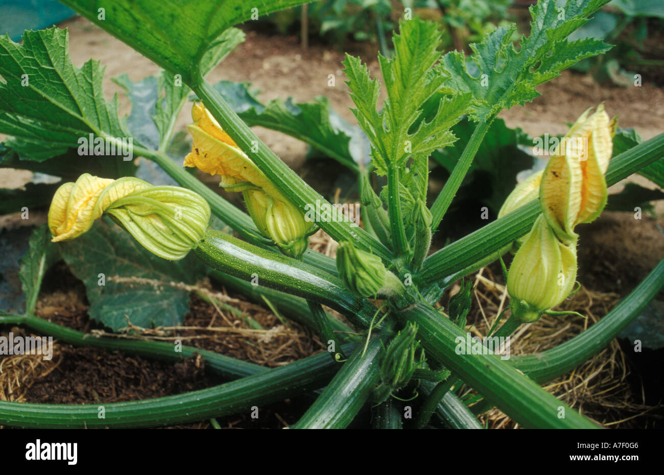 Courgette plant in flower Stock Photo - Alamy