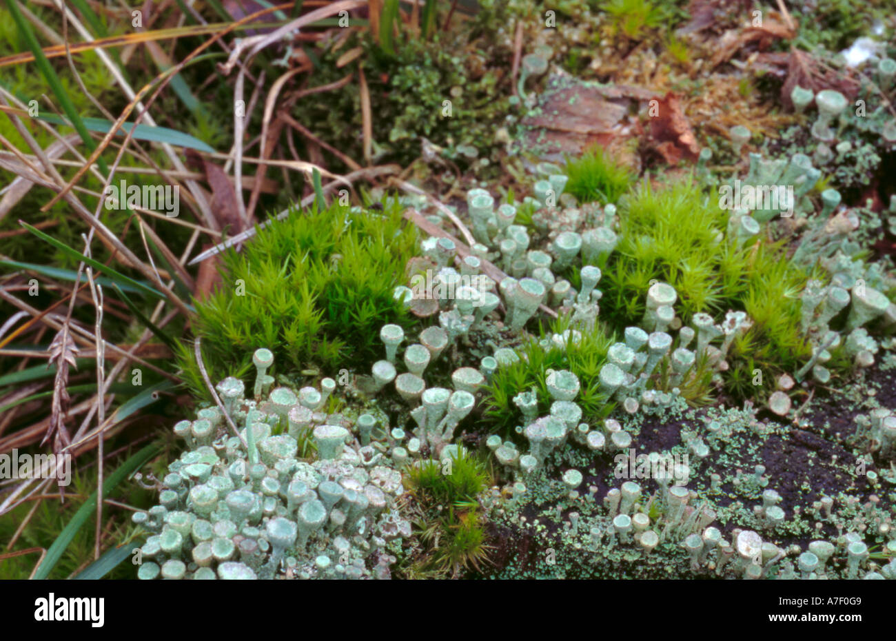 Lichen of peaty soil hi-res stock photography and images - Alamy