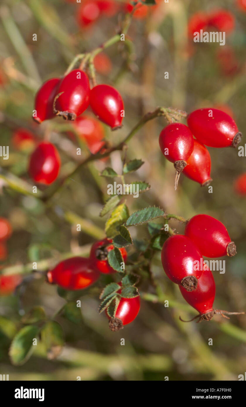 Dog rose (Rosa canina) hips Stock Photo - Alamy