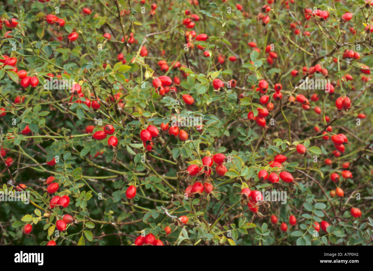 Dog rose (Rosa canina) hips Stock Photo - Alamy