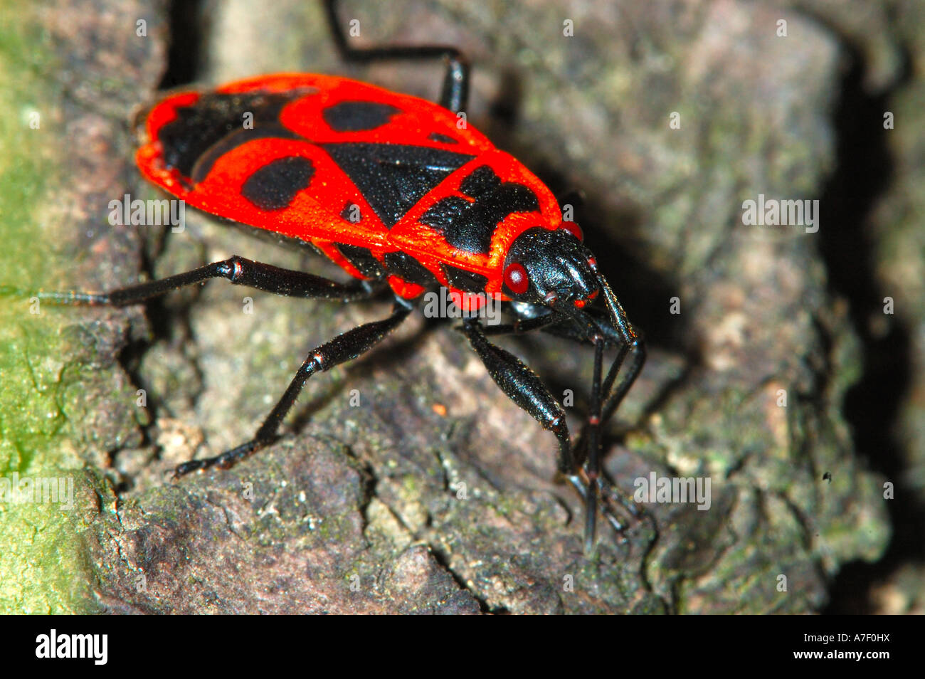 Firebug, Pyrrhocoris apterus Stock Photo - Alamy