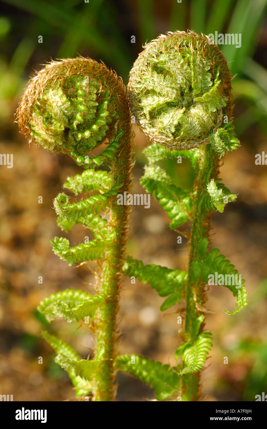Young shoot of Common Male Fern, Dryopteris filix-mas Stock Photo - Alamy