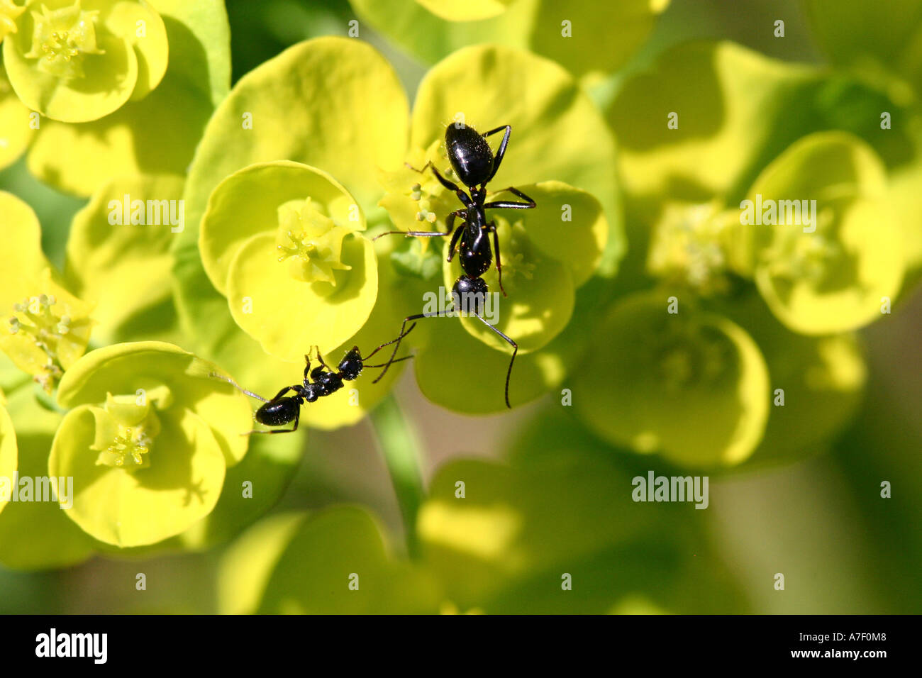 Ants on euphorbia plant Stock Photo - Alamy