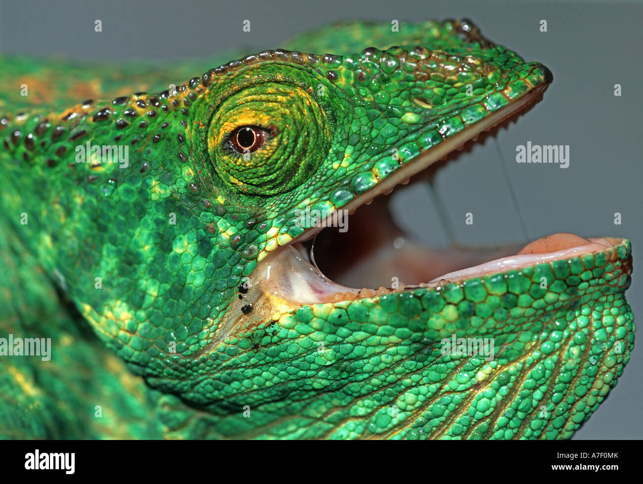 Parson's Giant Chameleon, Calumma parsonii, Madagascar, Africa Stock ...