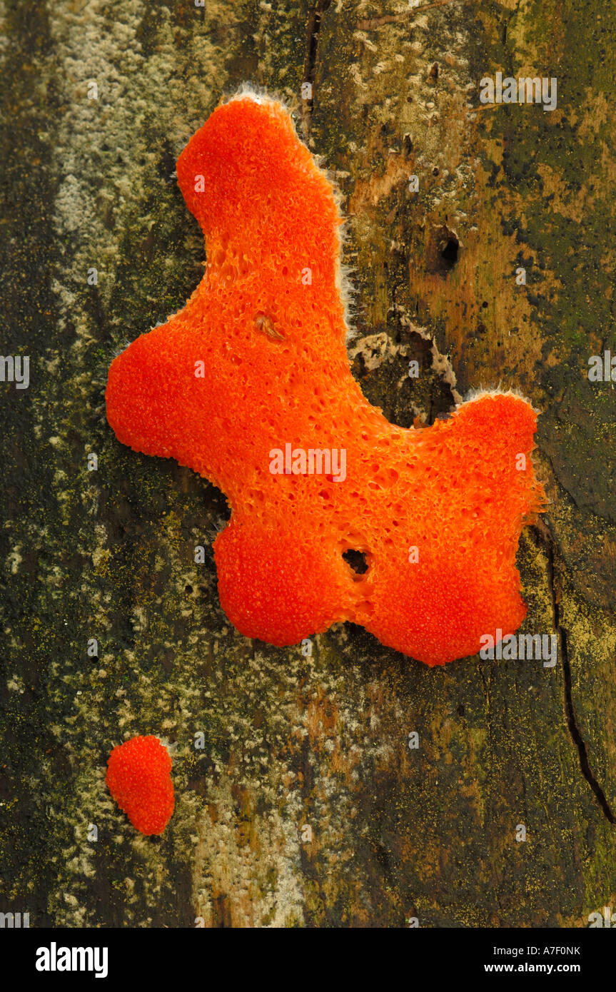 Tree fungus hi-res stock photography and images - Alamy