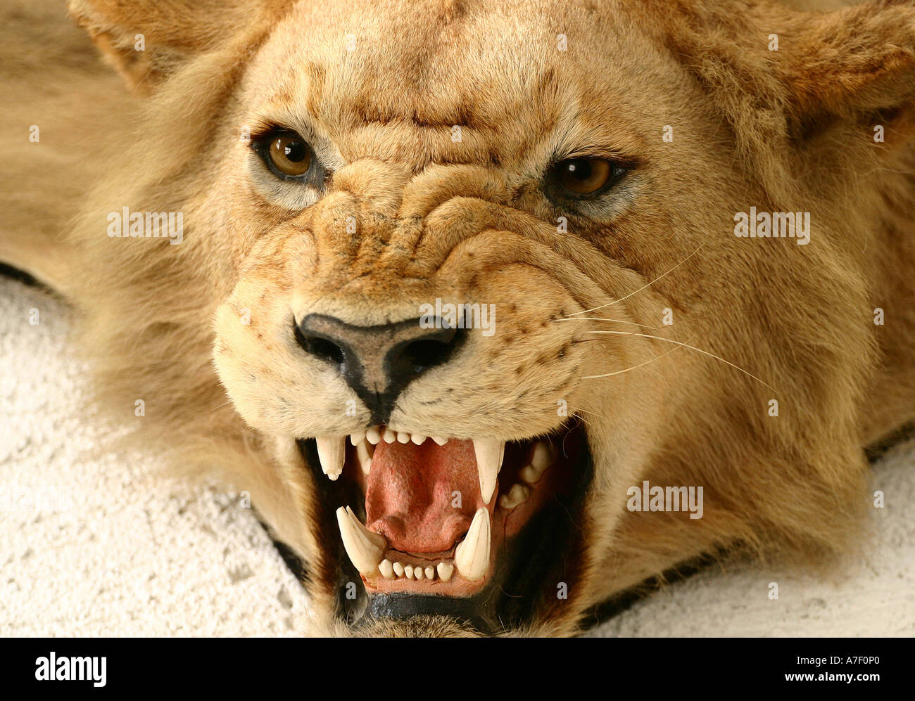 Lion skin on wall of villa of Marshall Tito on the island of Brioni ...