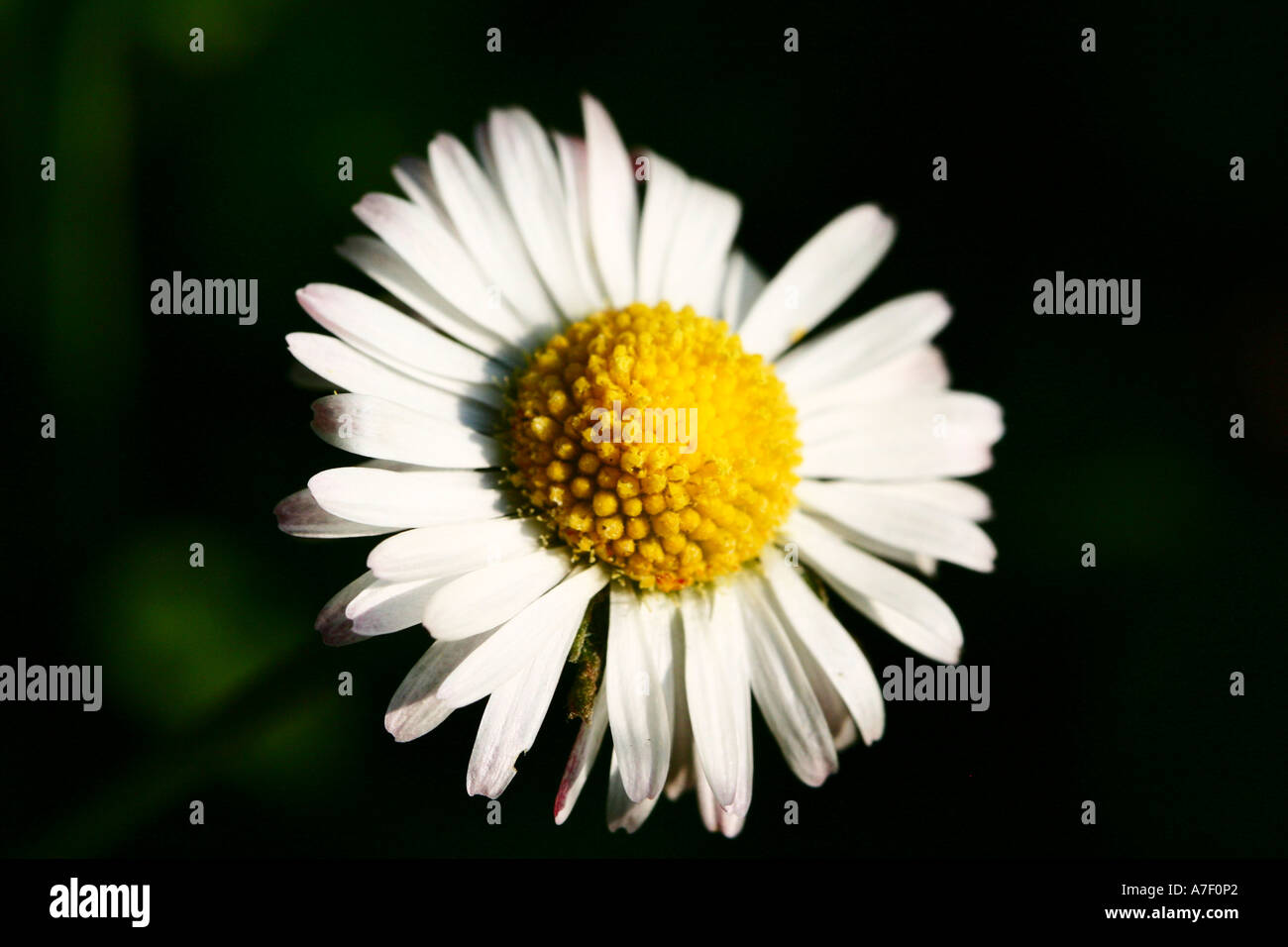 She daisy hi-res stock photography and images - Alamy