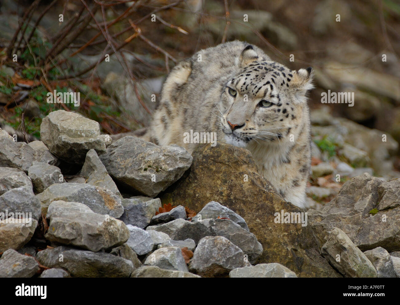 Snow Leopard (Uncia uncia Stock Photo - Alamy