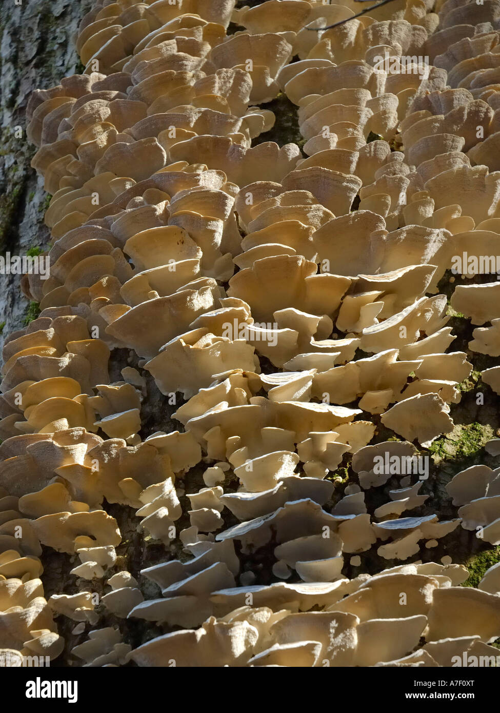Tree fungus on alder tree Stock Photo - Alamy