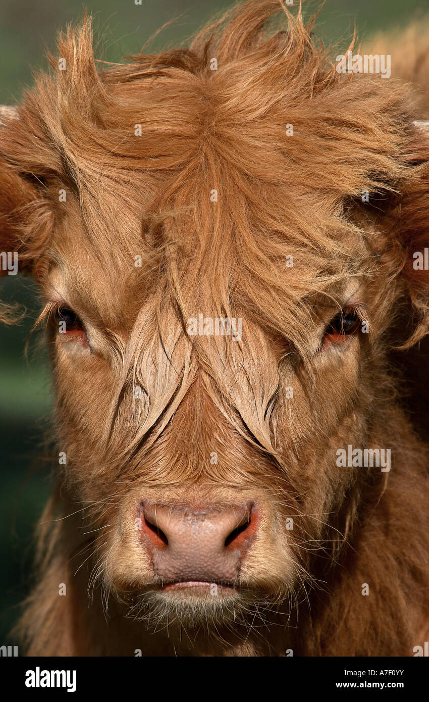 Highland cattle portraits hi-res stock photography and images - Alamy