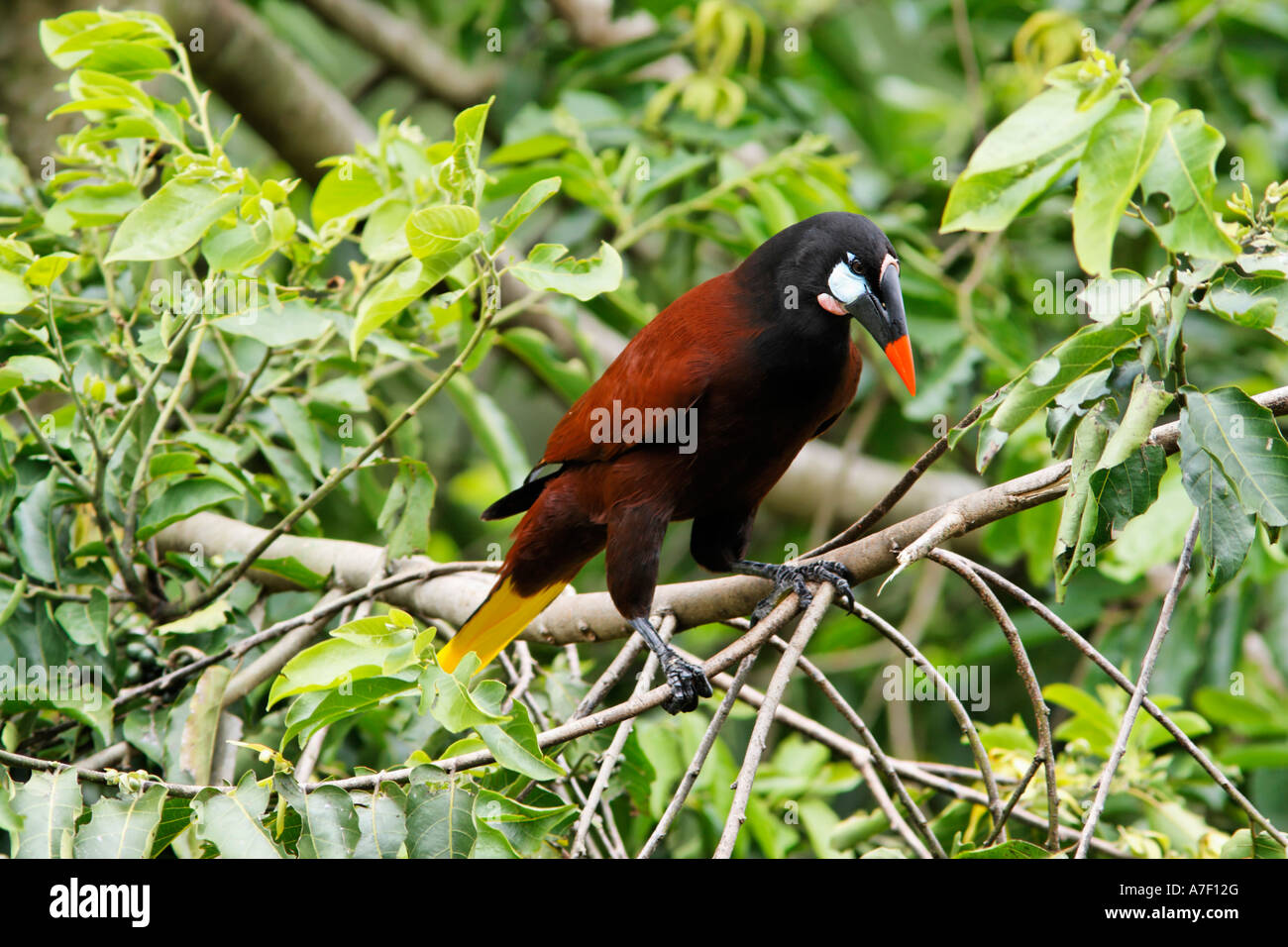 Montezuma oropendola hi-res stock photography and images - Alamy