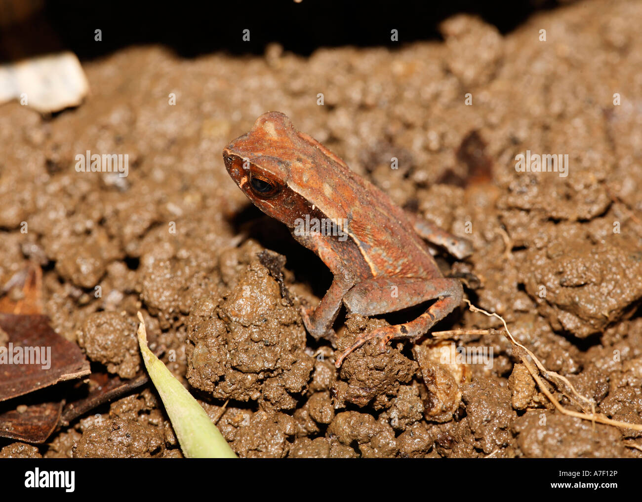 Small frog hi-res stock photography and images - Alamy