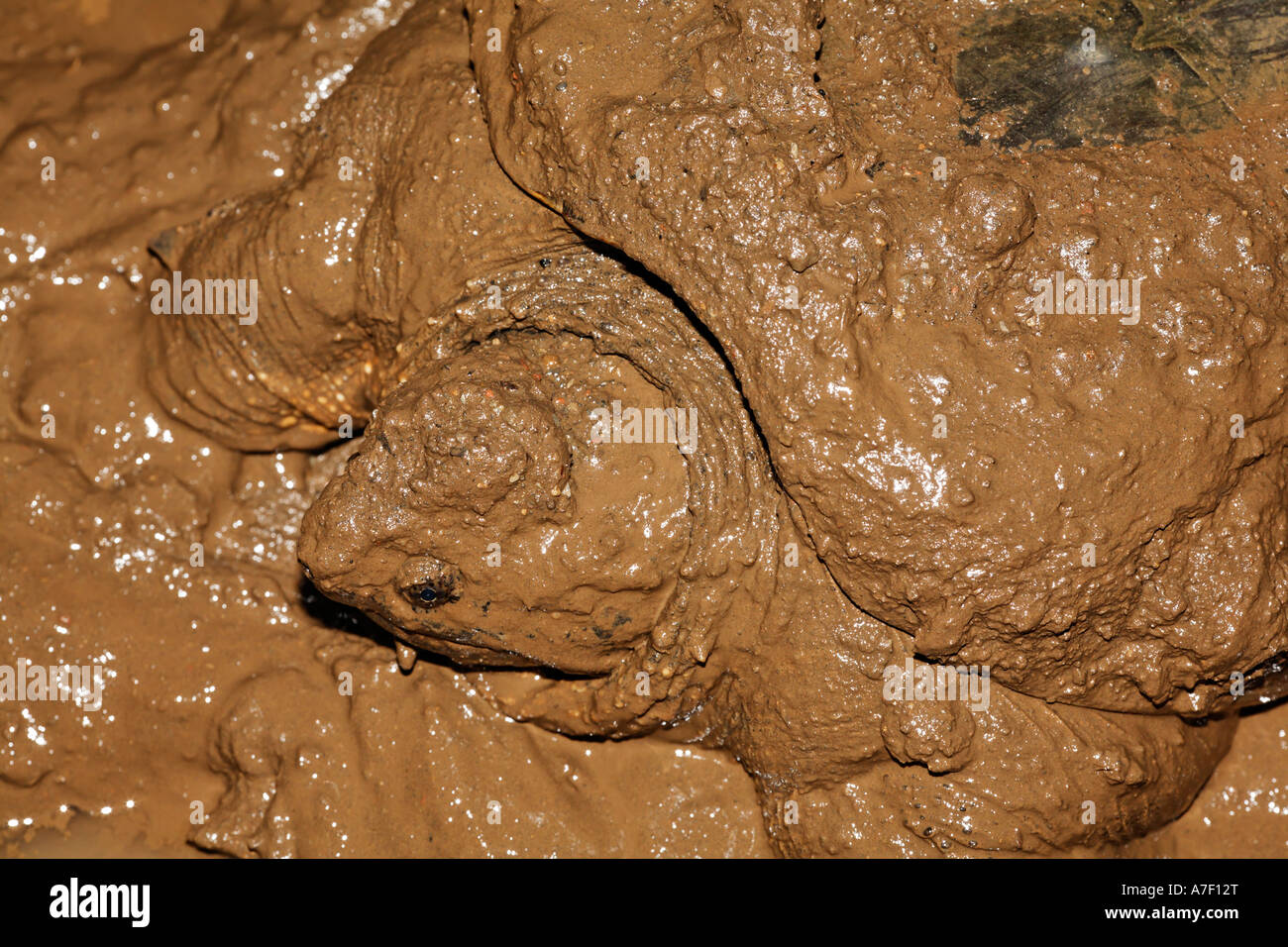 Mud turtle hi-res stock photography and images - Alamy