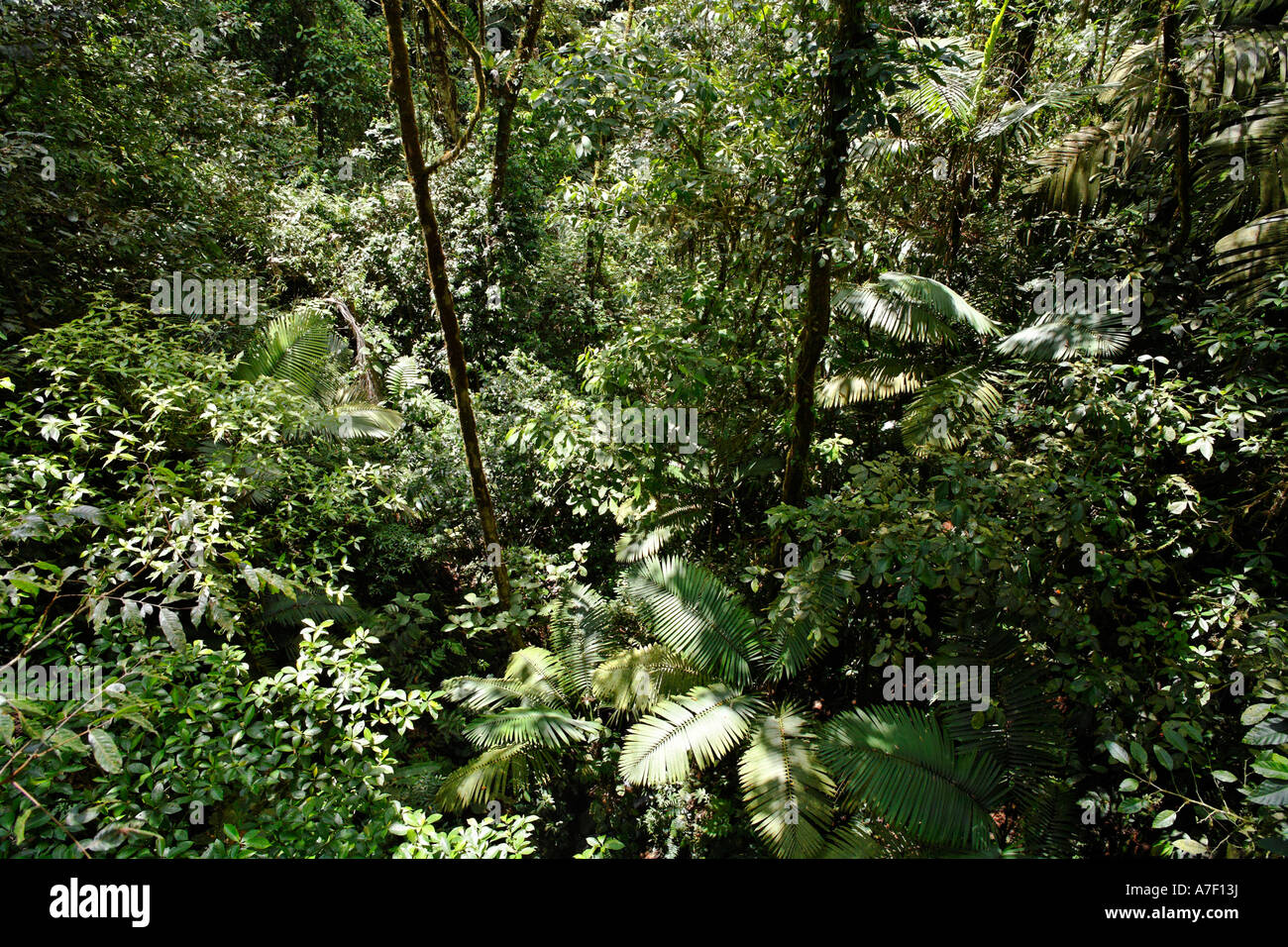 Rainforest, Arenal region, Costa Rica Stock Photo - Alamy