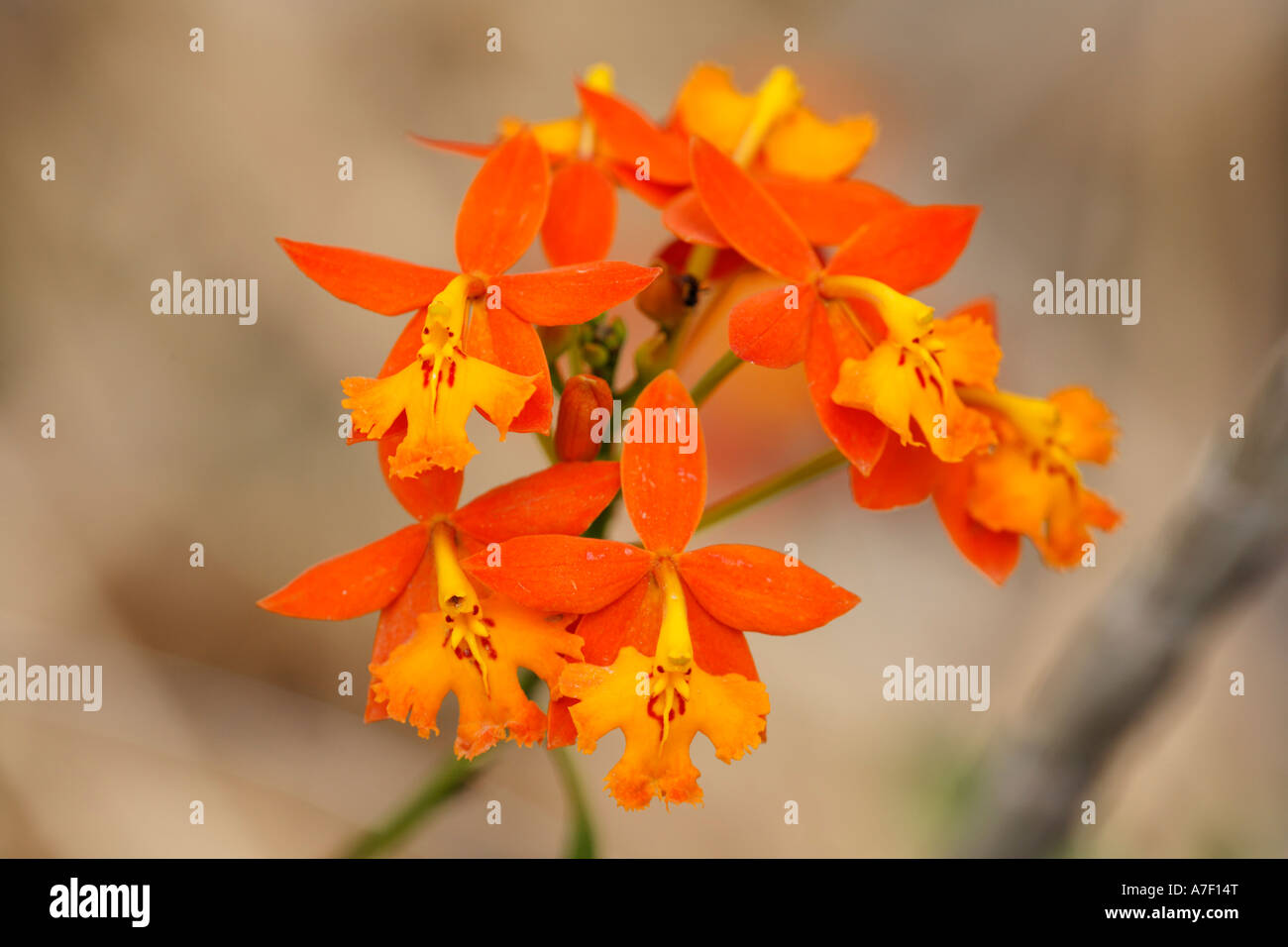 Fire Orchid High Resolution Stock Photography and Images - Alamy