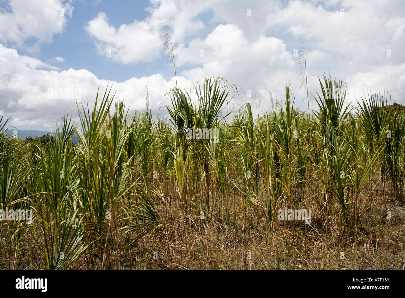 Sugar cane (Saccharum officinarum) in National Park Arenal, Costa Rica ...