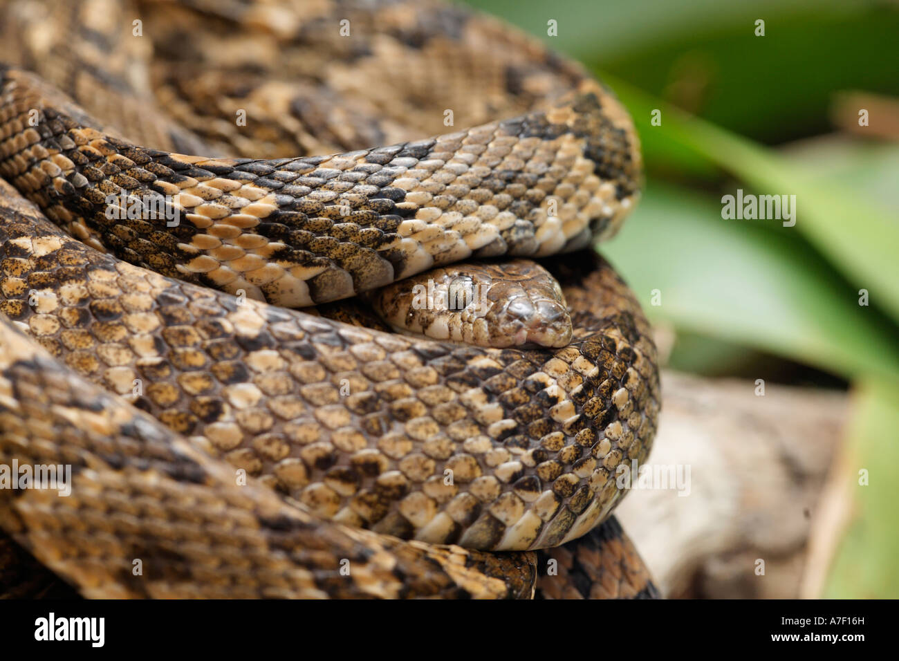 Lyre Snake (Trimorphodon biscutatus), Costa Rica Stock Photo - Alamy