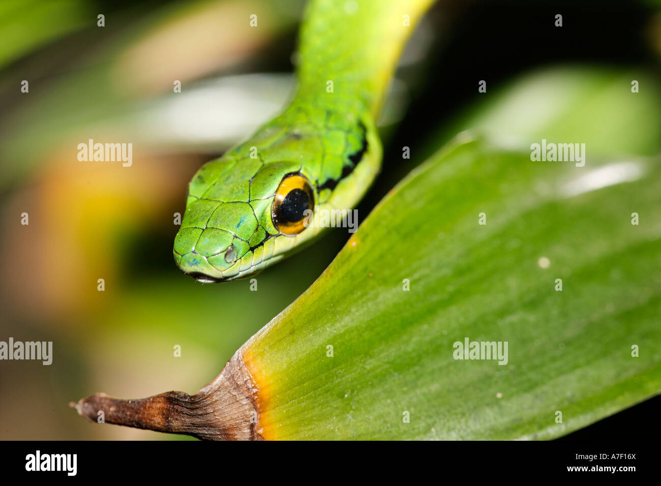 Leptophis depressirostris hi-res stock photography and images - Alamy
