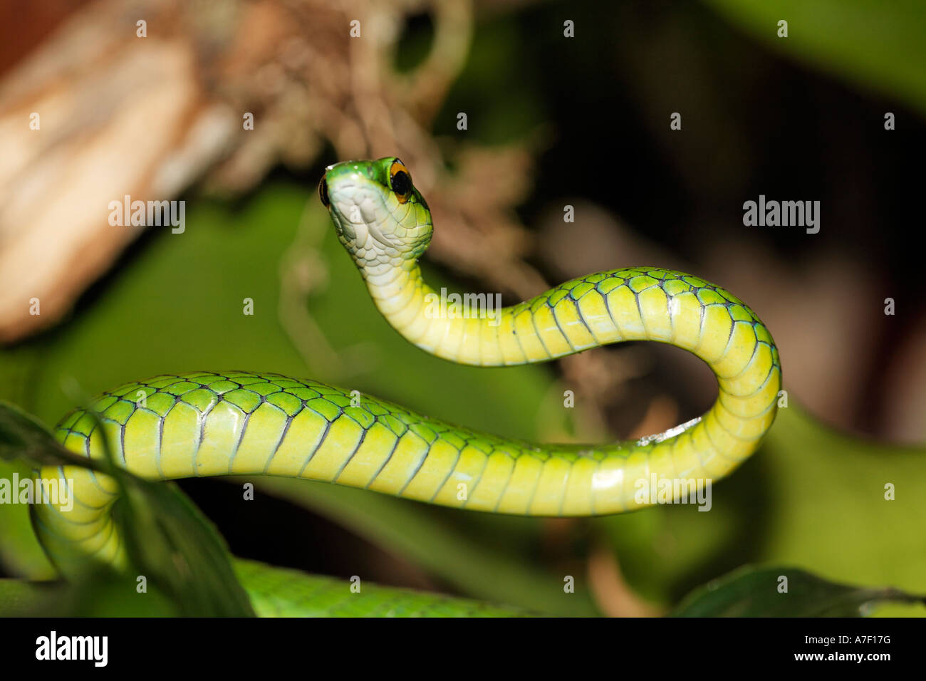 Parrot snake hi-res stock photography and images - Alamy