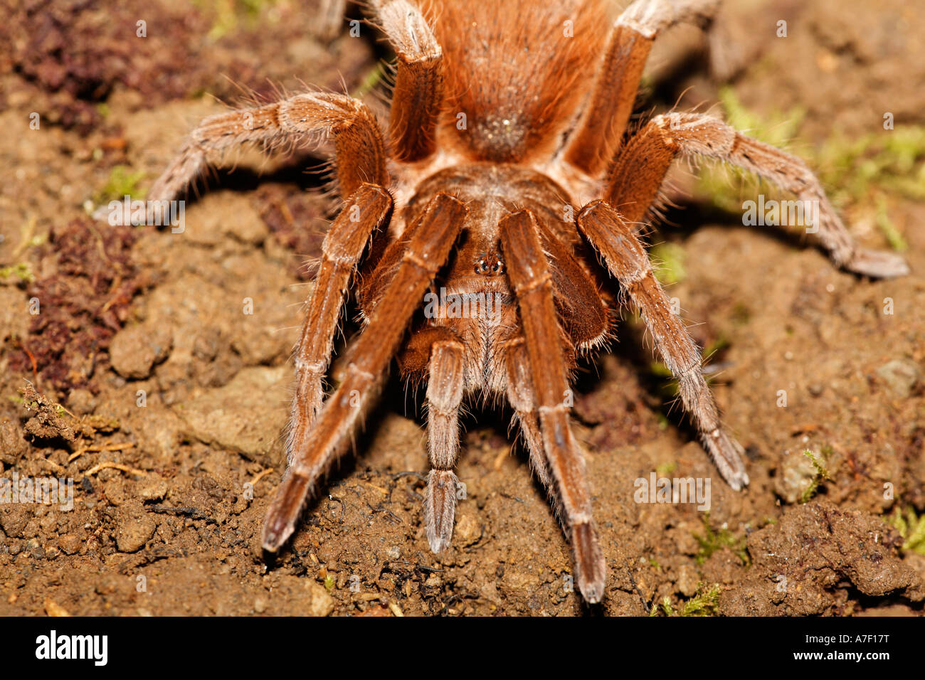 Tarantula, Costa Rica Stock Photo - Alamy