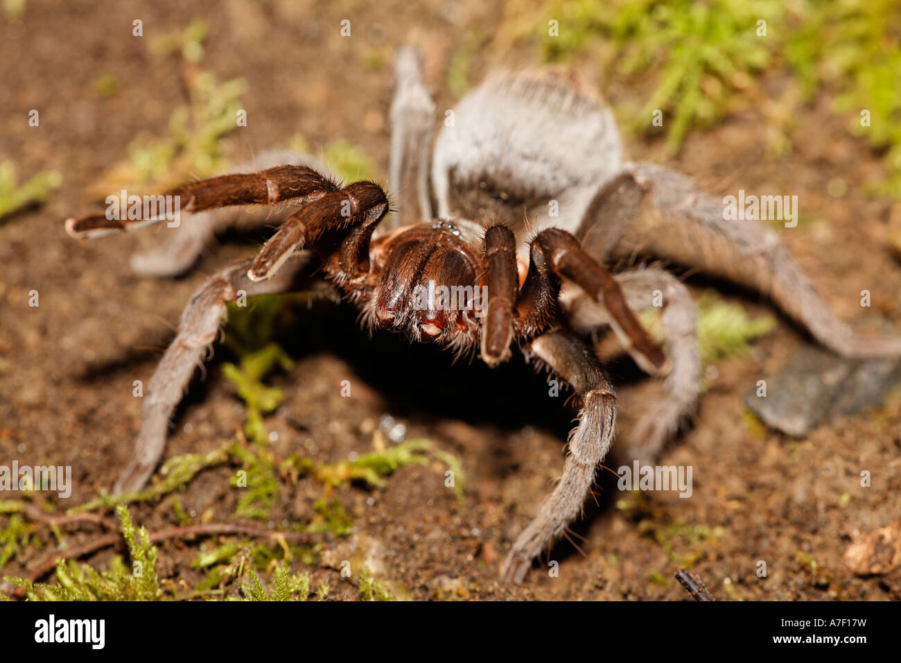 Tarantula, Costa Rica Stock Photo - Alamy