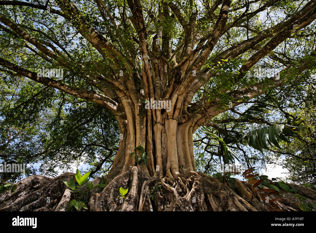 Banyan Tree, Ficus benghalensis, Costa Rica Stock Photo - Alamy Banyan Tree, Ficus benghalensis, Costa Rica Stock Photo - Alamy
