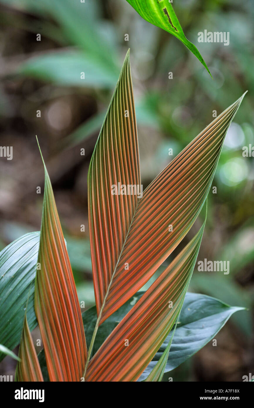 Leaf of palm in rainforest, Costa Rica Stock Photo - Alamy