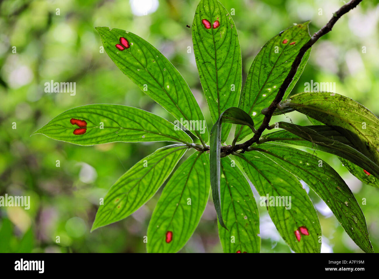 Lower surface of leaf in rainforest, Costa Rica Stock Photo - Alamy