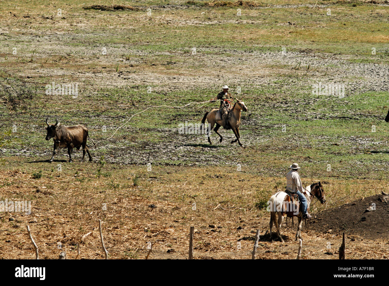 Cowboy catching cow with lasso, Palo Verde, Guanacaste, Costa Rica ...