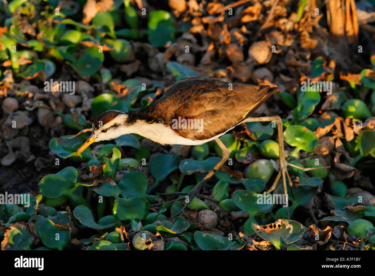 Northern Jacana (Jacana spinosa), Costa Rica Stock Photo - Alamy