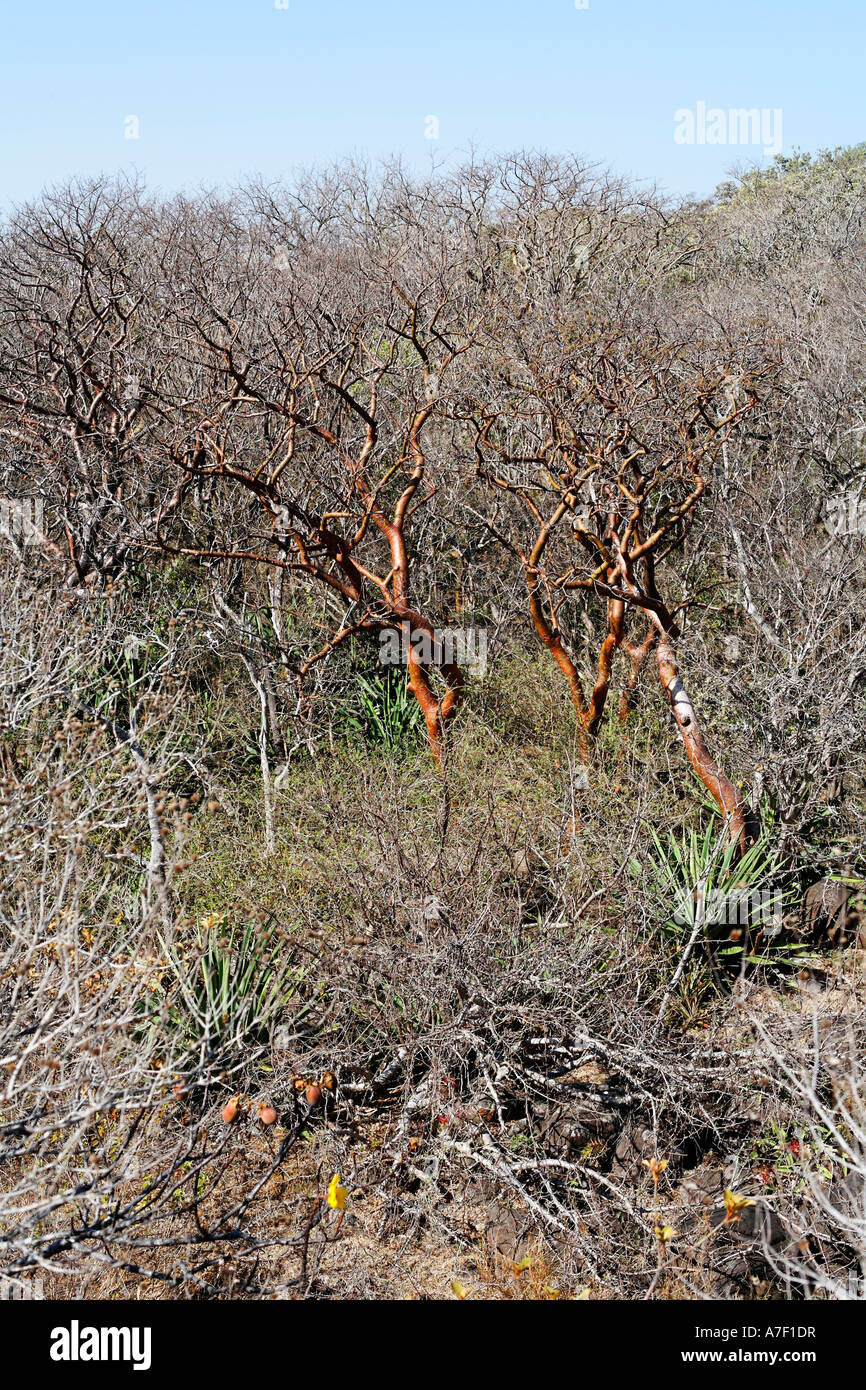 Dry forest, Rincon de la Vieja National Park, Guanacaste, Costa Rica ...