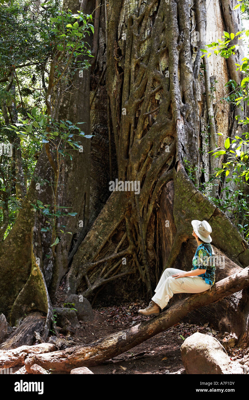 Strangler fig (Ficus subgenus Urostigma), Rincon de la Vieja National ...