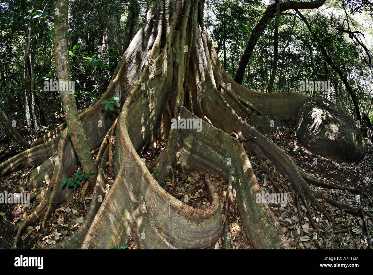 Buttress roots of strangler fig (Ficus subgenus Urostigma), Rincon de ...